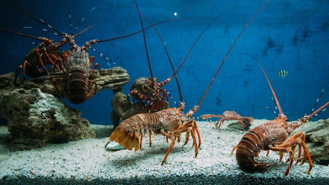 Home - Fresh Fish Online